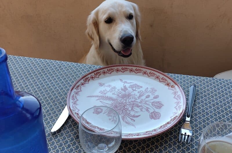 French immersion courses in France, French learning